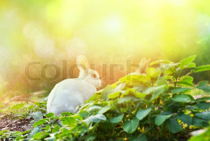 White Rabbit In Garden