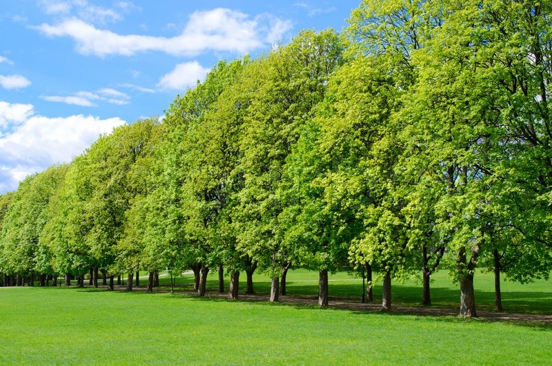 Tree line in the popular Vigeland park | Stock image | Colourbox