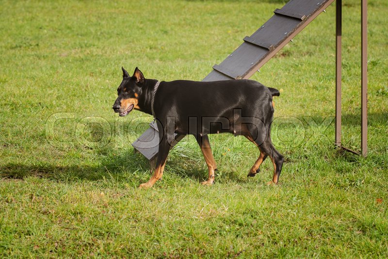 Doberman Pinscher in the dog agility ... | Stock image | Colourbox