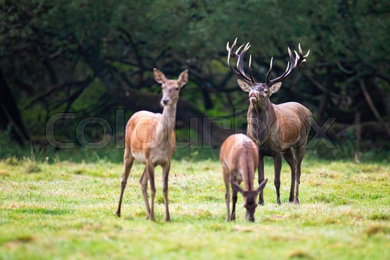 Red deer, cervus elaphus, herd with ... | Stock image | Colourbox