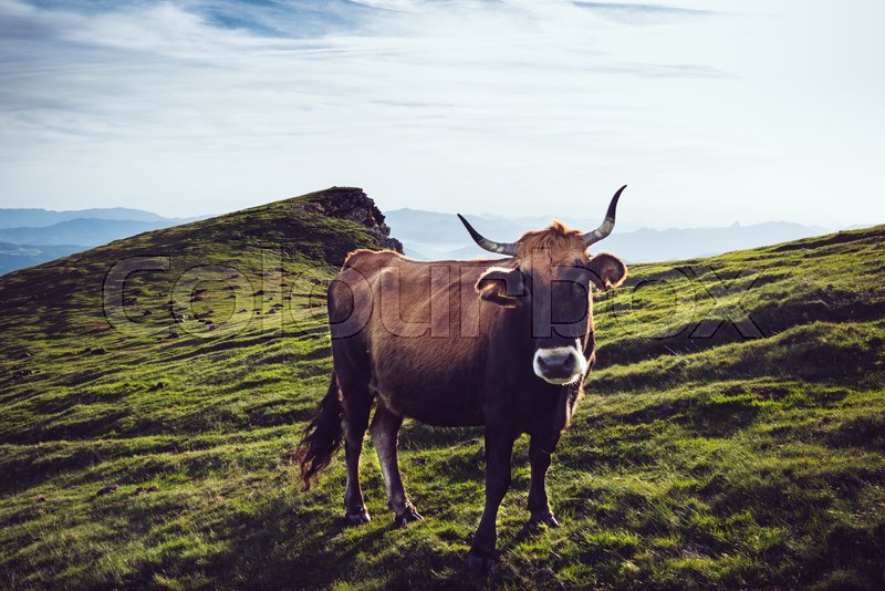 Cow on a background of Alpine mountains | Stock image | Colourbox