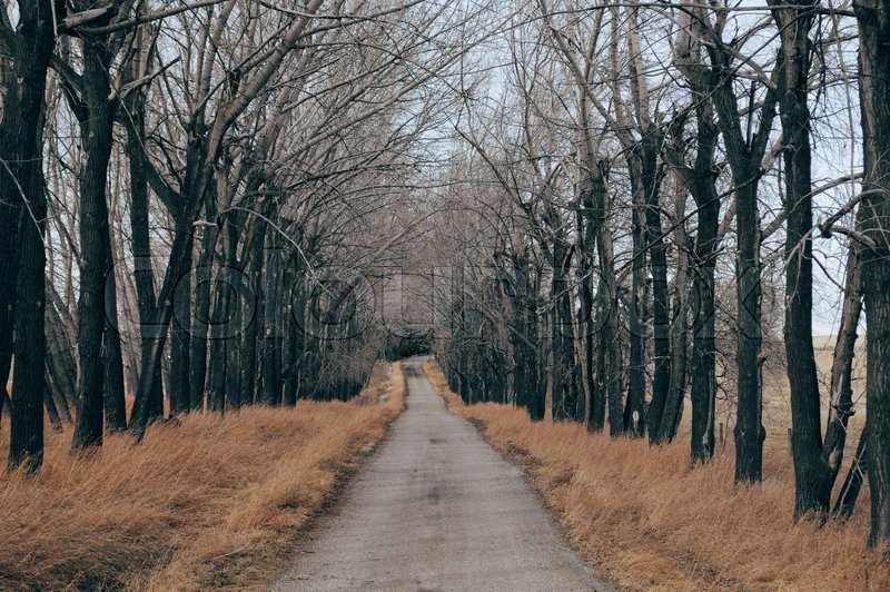 Road among Trees without greenery, ... | Stock image | Colourbox