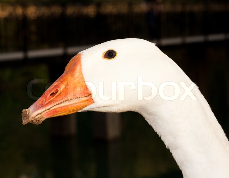 Porträt von eine weiße Gans | Stock Bild | Colourbox