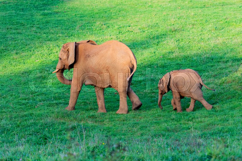 Amazing family of elephants. Mom, dad ... | Stock image | Colourbox