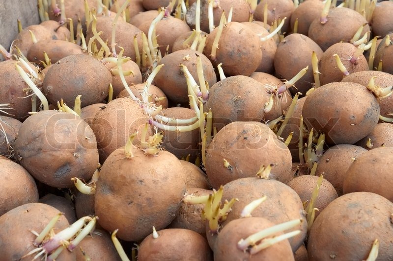 Potatoes Tubers Before Planting Stock Image Colourbox potatoes-tubers-before-planting-stock-image-colourbox