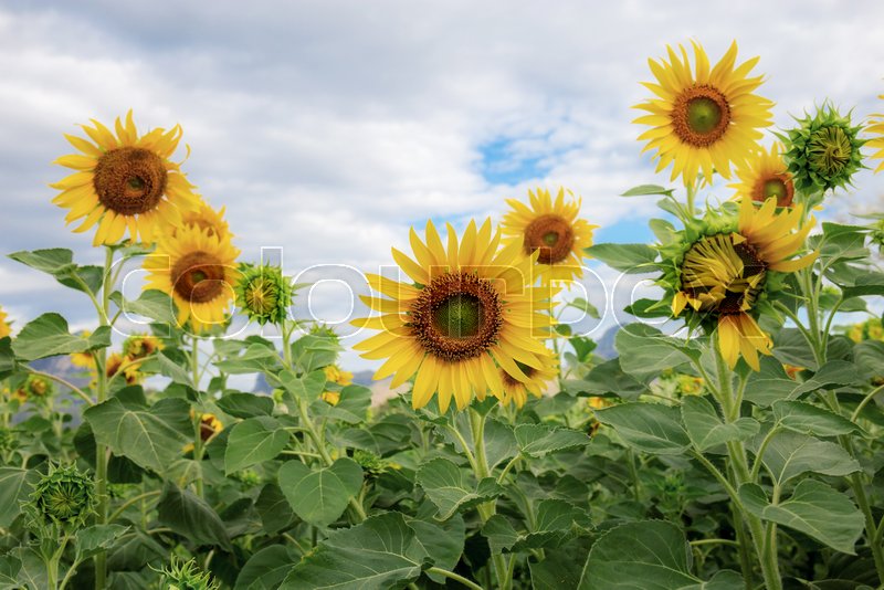 Sunflower on field in winter at the ... | Stock image | Colourbox