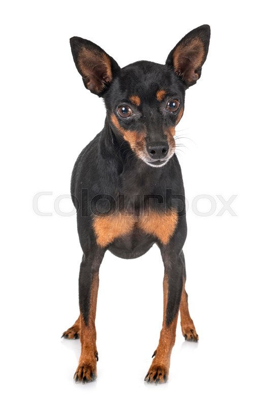 Miniature pinscher in front of white ... | Stock image | Colourbox