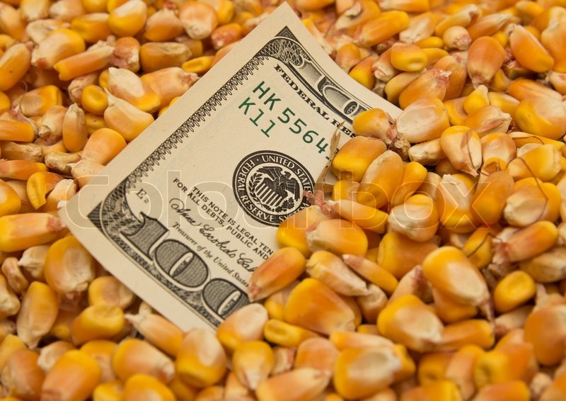 Dollars in corn | Stock image | Colourbox