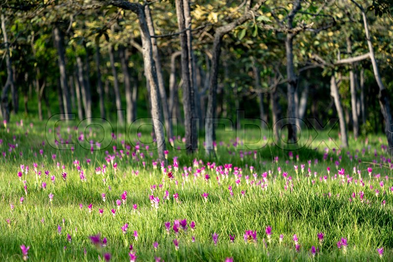 Sunset at Pink Flower Field in ... | Stock image | Colourbox