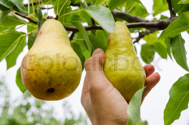 Pear harvest time. Hand holds fresh ... | Stock image | Colourbox