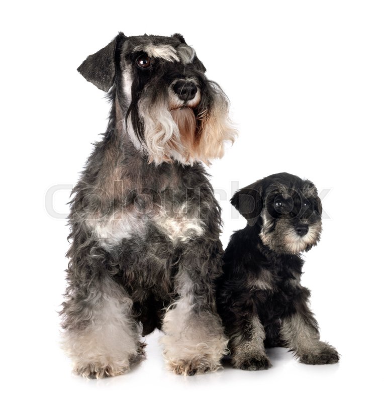 Puppy and adult miniature schnauzer in ... | Stock image | Colourbox