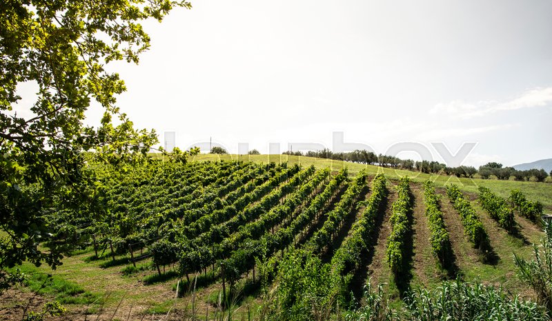 Vineyards on hill in a row. Winery in ... | Stock image | Colourbox