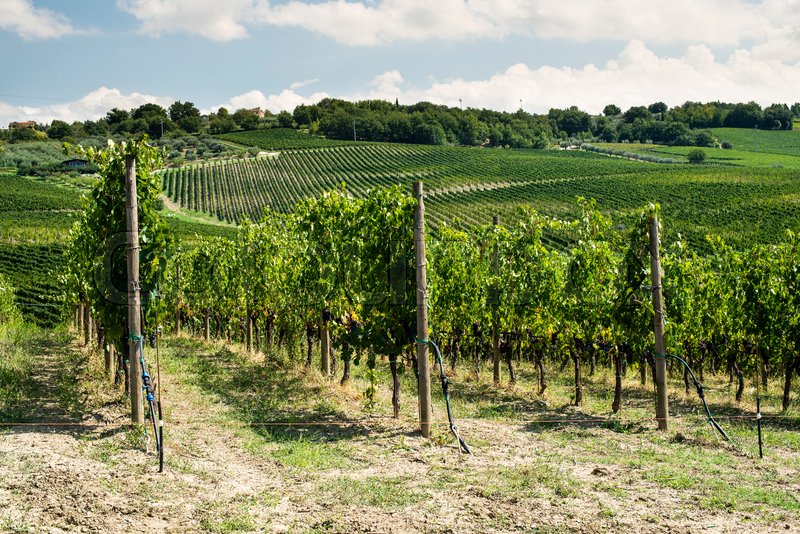Vineyards on hill in a row. Winery in ... | Stock image | Colourbox