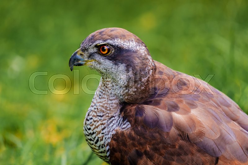 Amazing portrait of a Spanish hawk in ... | Stock image | Colourbox