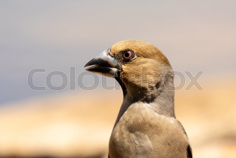 Beautiful portrait of a brown bird ... | Stock image | Colourbox