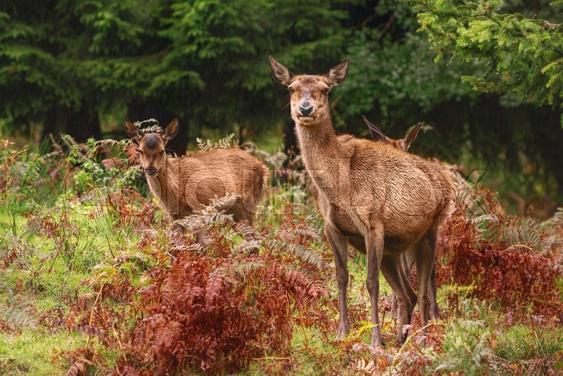 Deers on the Slope of a Hill near the ... | Stock image | Colourbox