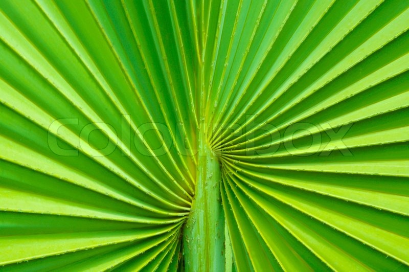 Palm tree leaf background | Stock image | Colourbox
