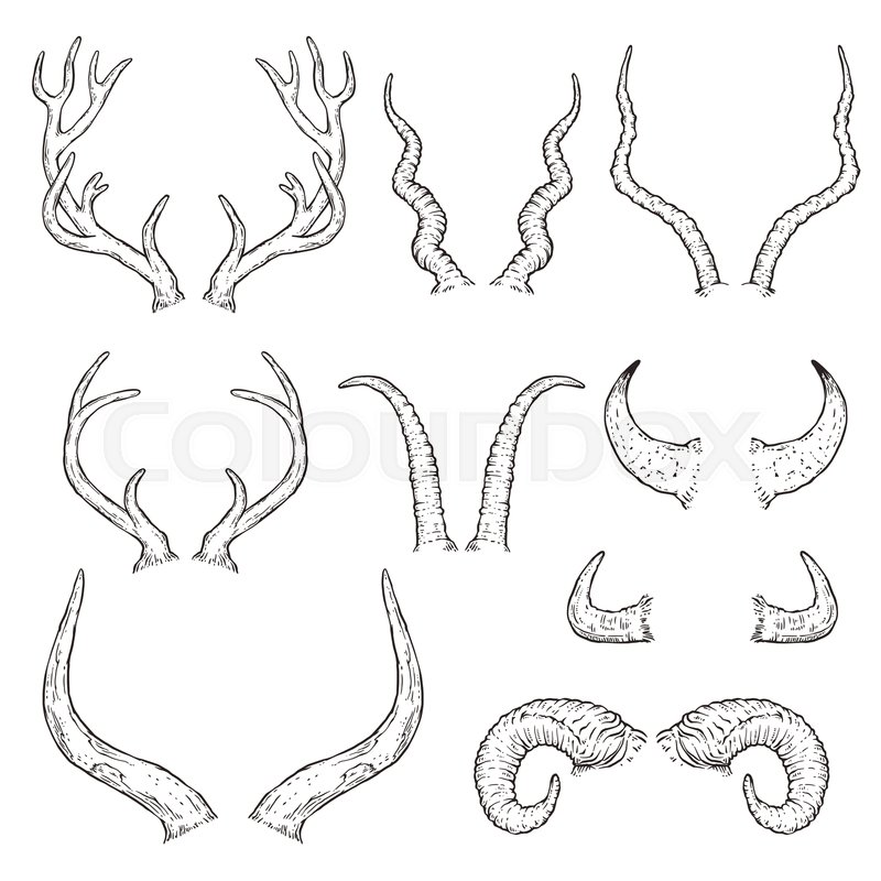 Hand drawn animal horn set - black and ... | Stock vector | Colourbox