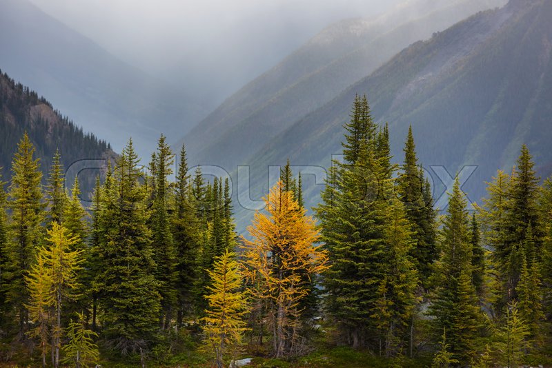 Beautiful golden larches in mountains, ... | Stock image | Colourbox
