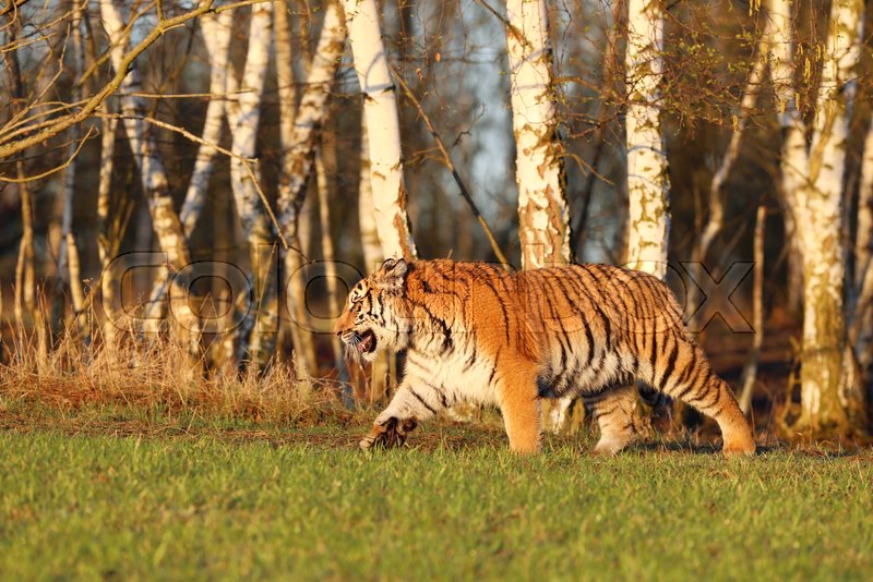 Amur Tiger In Russia