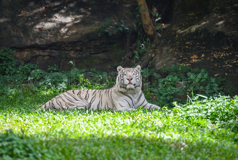 White tiger lying on a green grass ... | Stock image | Colourbox