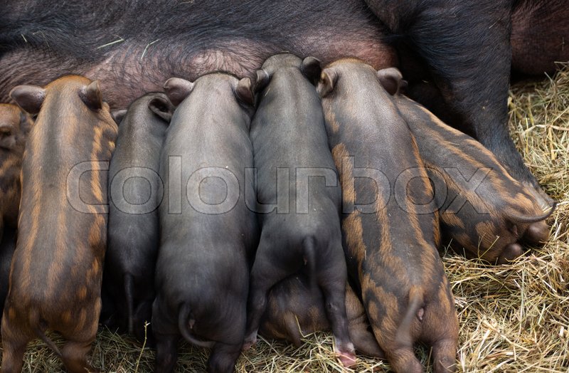 Black Miniature Pigs