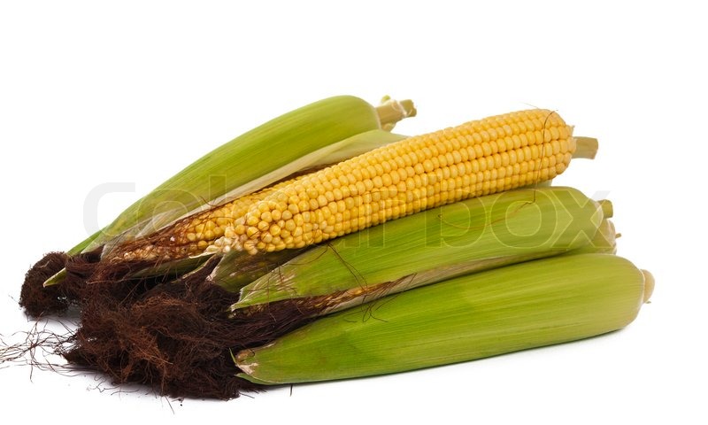 Corn isolated | Stock image | Colourbox