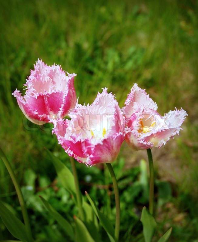 Fluffy Pink Tulips | Stock image | Colourbox