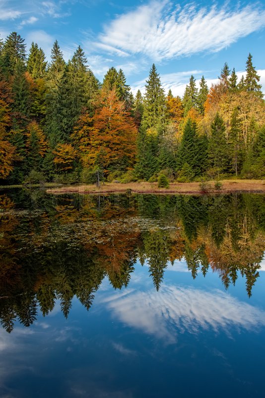 Forest lake in autumn colorful foliage. ... | Stock image | Colourbox