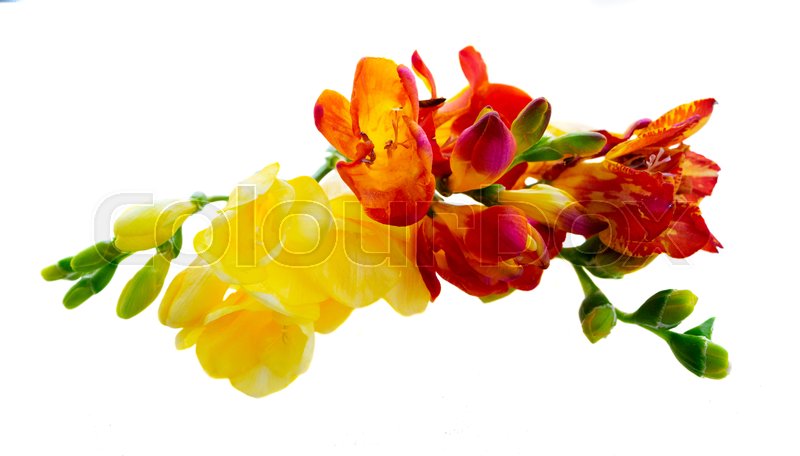 Bouquet of freesias yellow and red ... | Stock image | Colourbox