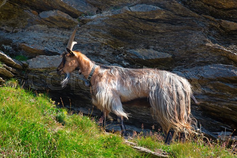 Goat in the swiss alps | Stock image | Colourbox