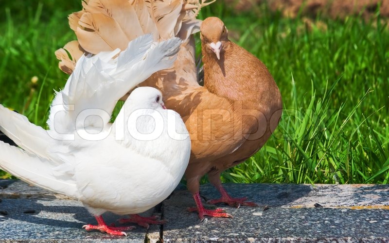 Tauben | Stock Bild | Colourbox