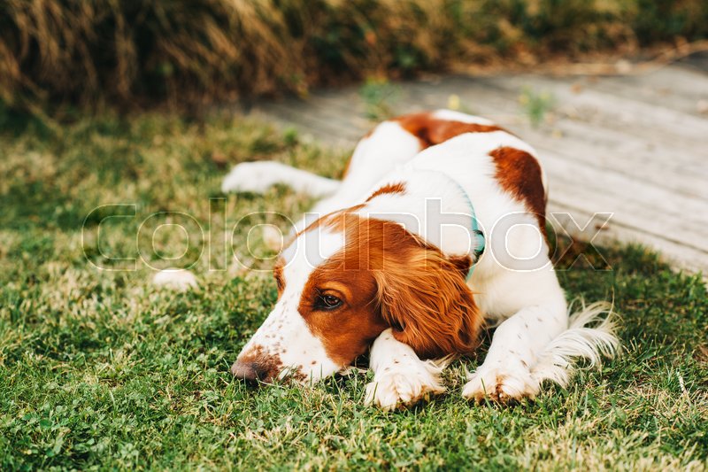 English Springer Spaniel Red And White