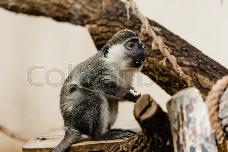 Selective focus of cute monkey sitting ... | Stock image | Colourbox