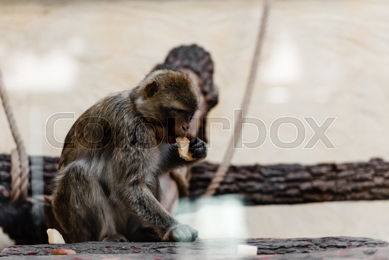 Selective focus of cute monkey eating ... | Stock image | Colourbox