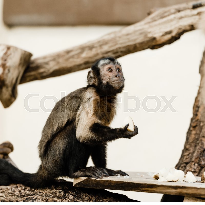 Selective focus of cute monkey holding ... | Stock image | Colourbox