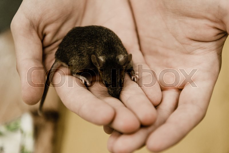 Cropped view of man holding small mouse ... | Stock image | Colourbox