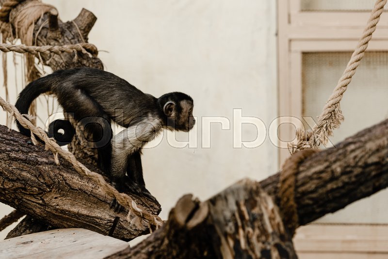 Selective focus of cute ape sitting on ... | Stock image | Colourbox