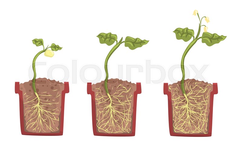 Stages of sprout growth from leaf to ... | Stock vector | Colourbox