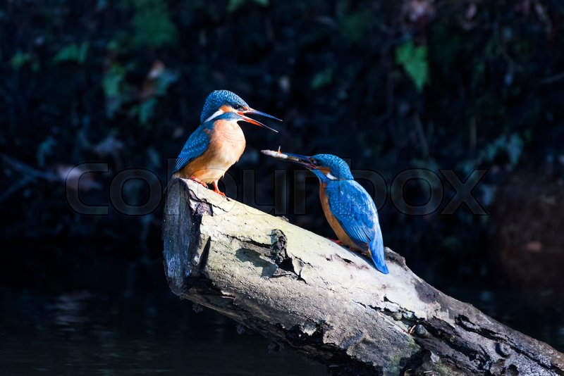 Isfugle frieri | Stock foto | Colourbox