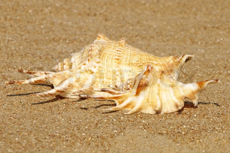 Two conch shell on sandy beach | Stock image | Colourbox