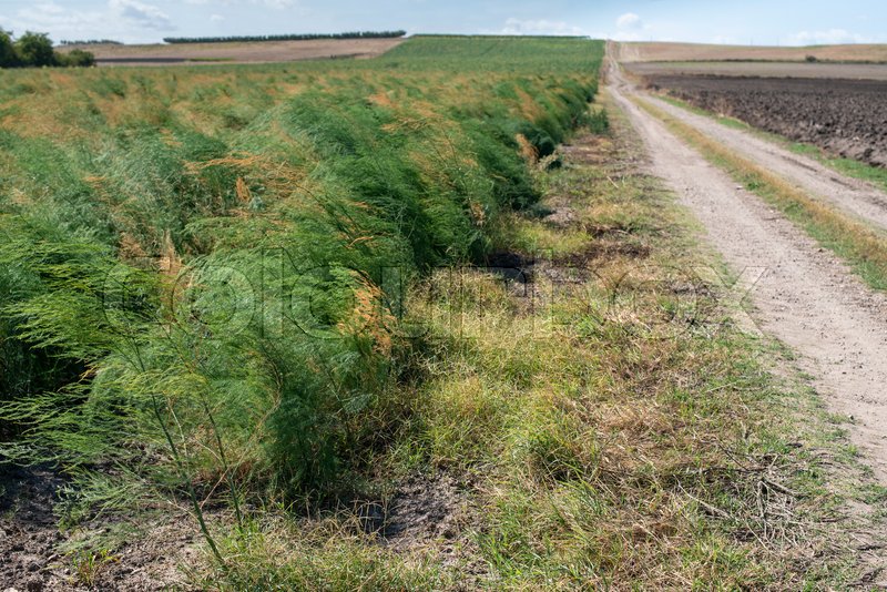 Growing asparagus in farm. Big ... | Stock image | Colourbox