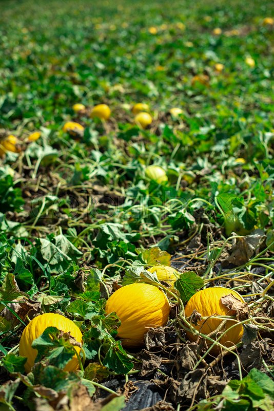 Melons in the field. Sunny day. ... | Stock image | Colourbox