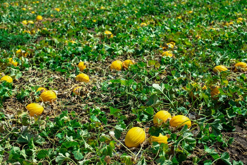 Melons in the field. Sunny day. ... | Stock image | Colourbox