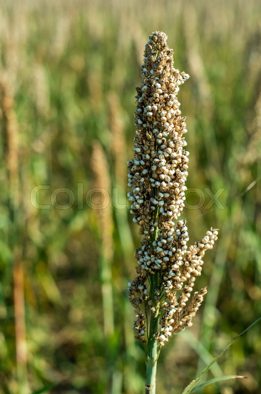 Millet plantations in the field. ... | Stock image | Colourbox