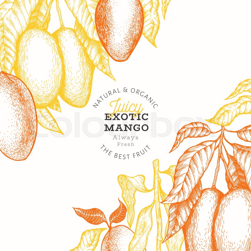 Mango design template. Hand drawn ... | Stock vector | Colourbox