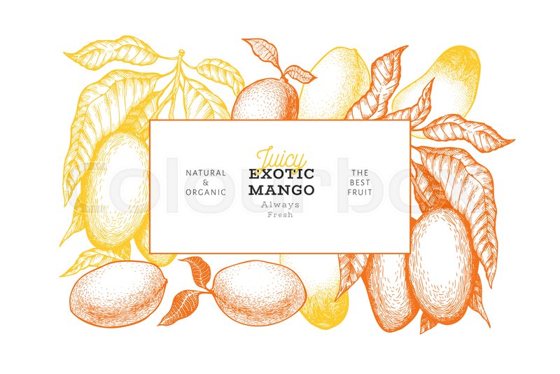 Mango design template. Hand drawn ... | Stock vector | Colourbox