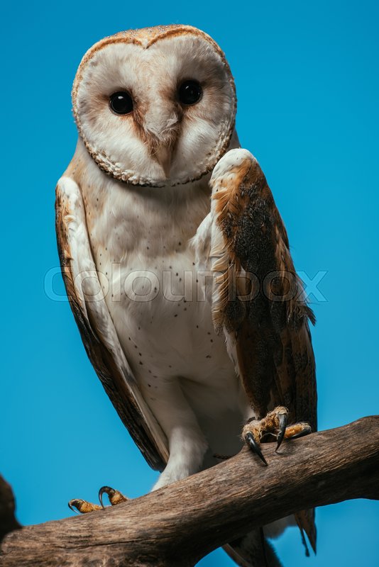 Fluffy Barn Owl