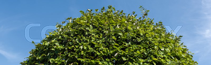 Bottom view of green bush with blue sky ... | Stock image | Colourbox
