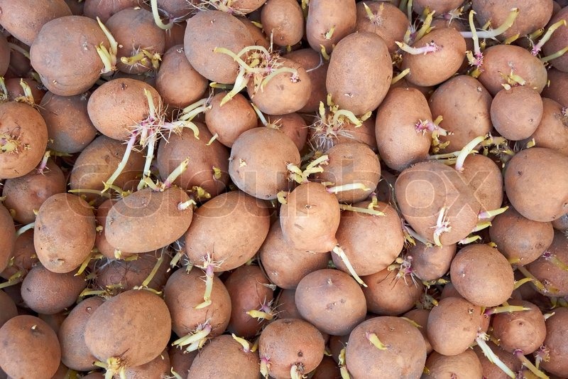 Potatoes tubers with germinated sprouts | Stock image | Colourbox